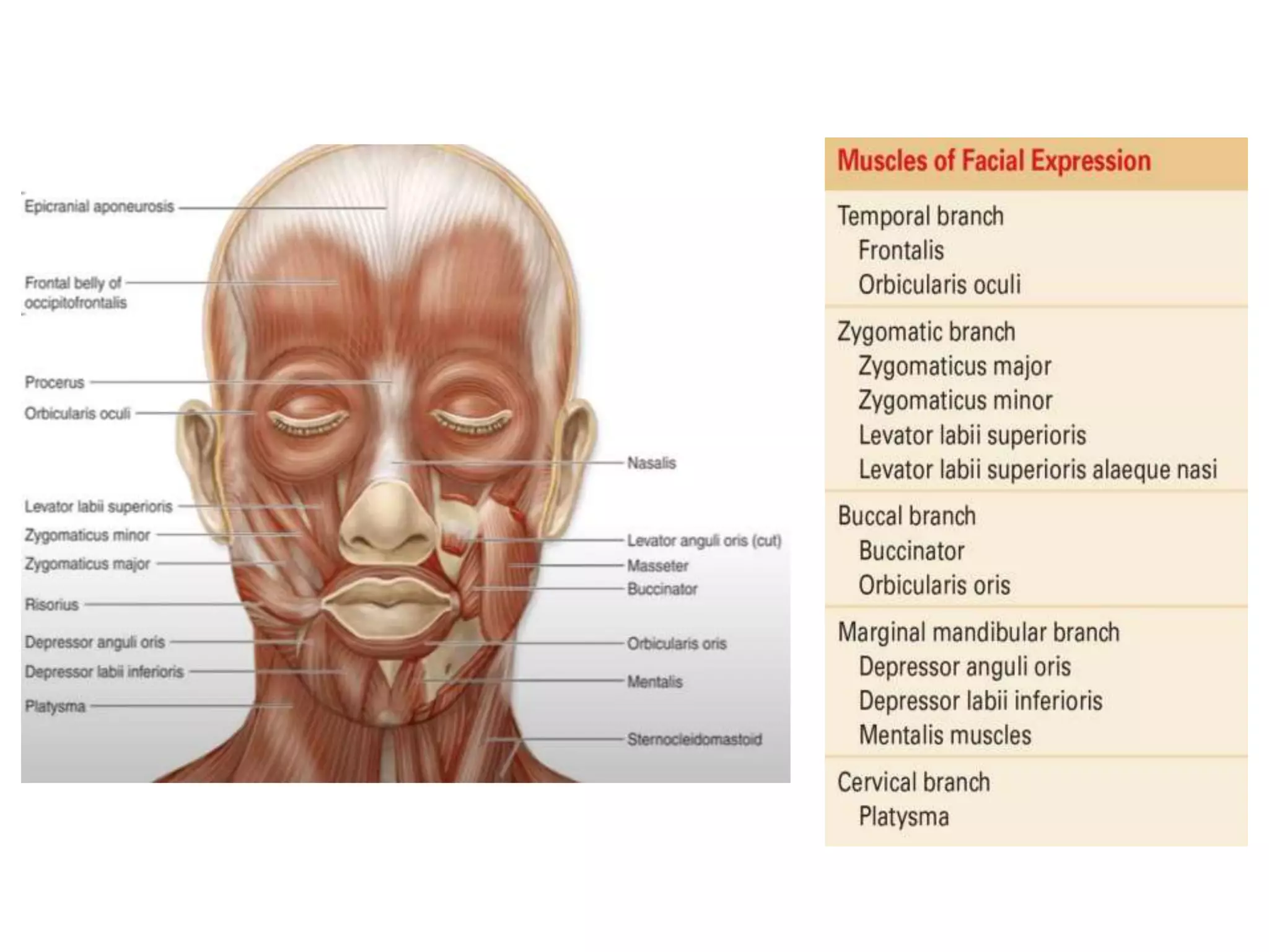 facial nerve examination | PPTX