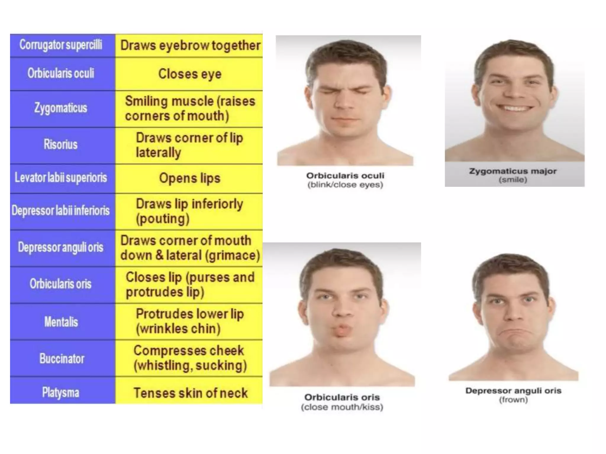 facial nerve examination | PPTX