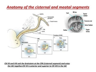 facial nerve examination | PPTX | Ear, Nose and Throat Conditions ...