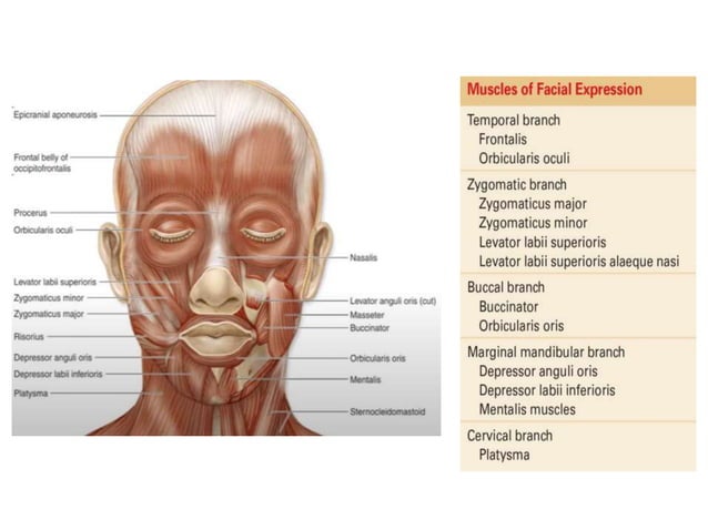 facial nerve examination | PPTX | Ear, Nose and Throat Conditions ...