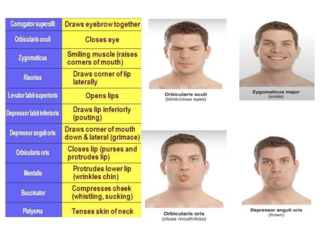 facial nerve examination | PPTX | Ear, Nose and Throat Conditions ...