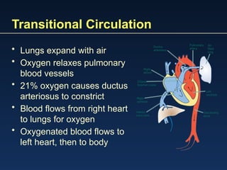 7th Ed NRP - English - Lesson 1 resuscitation | PPTX