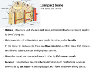 7 the skeletal system | PPTX
