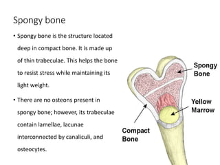 7 the skeletal system | PPTX