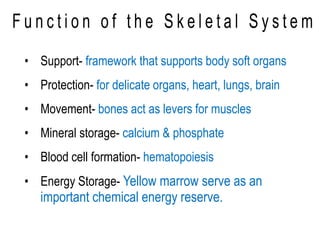 7 the skeletal system | PPTX