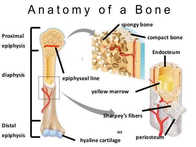 7 the skeletal system