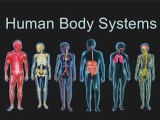 7th Grade Intro to Human Body Systems PPT.pptx