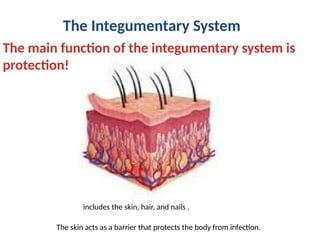 7th Grade Intro to Human Body Systems PPT.pptx