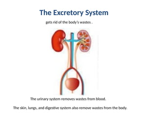 7th Grade Intro to Human Body Systems PPT.pptx
