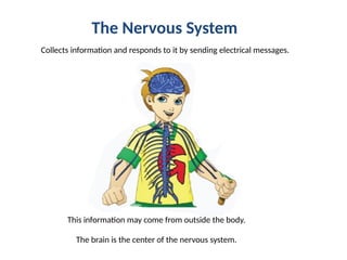 7th Grade Intro to Human Body Systems PPT.pptx