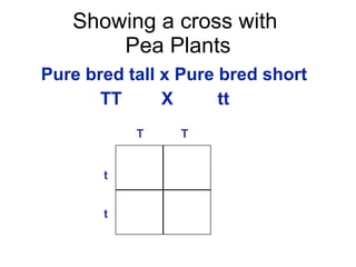 7th Grade Life Science Genetics