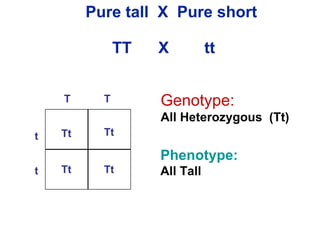 7th grade life science genetics and probability | PPT