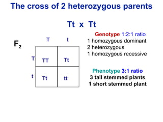 7th Grade Life Science Genetics