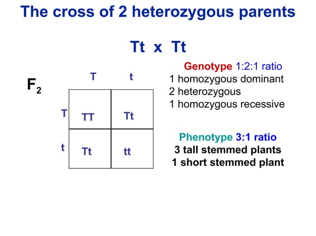 7th grade life science genetics and probability | PPT