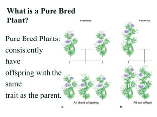 7th Grade Life Science Genetics