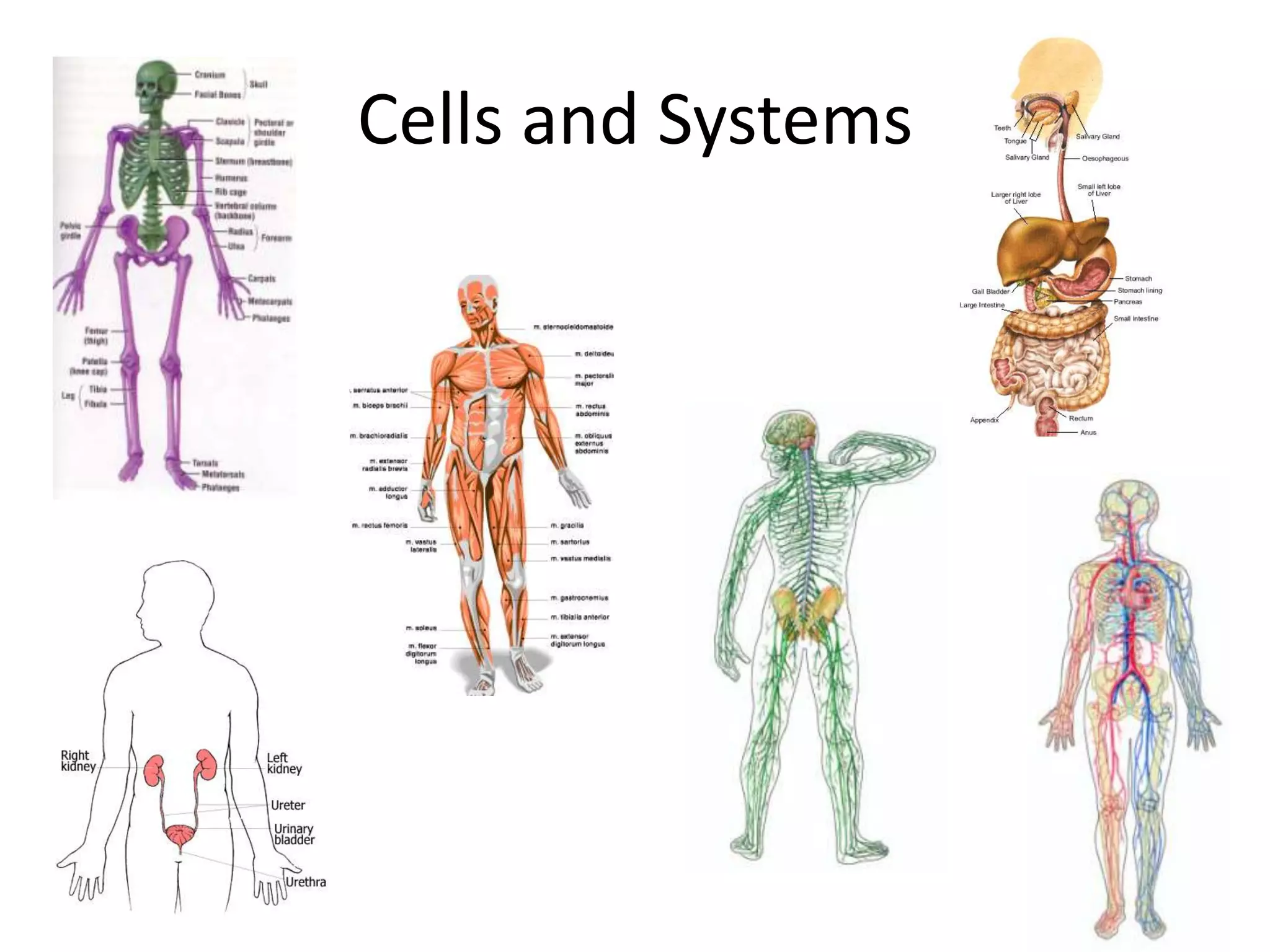 7th grade science at a glance | PPTX