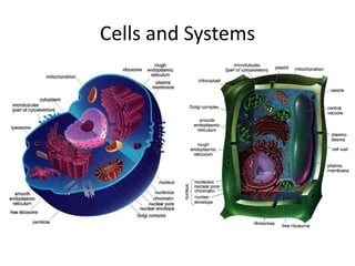 7th grade science at a glance | PPT