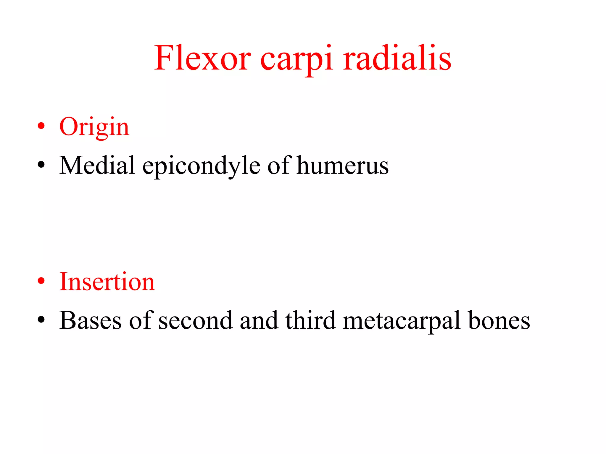 Muscles of the forearm | PPTX