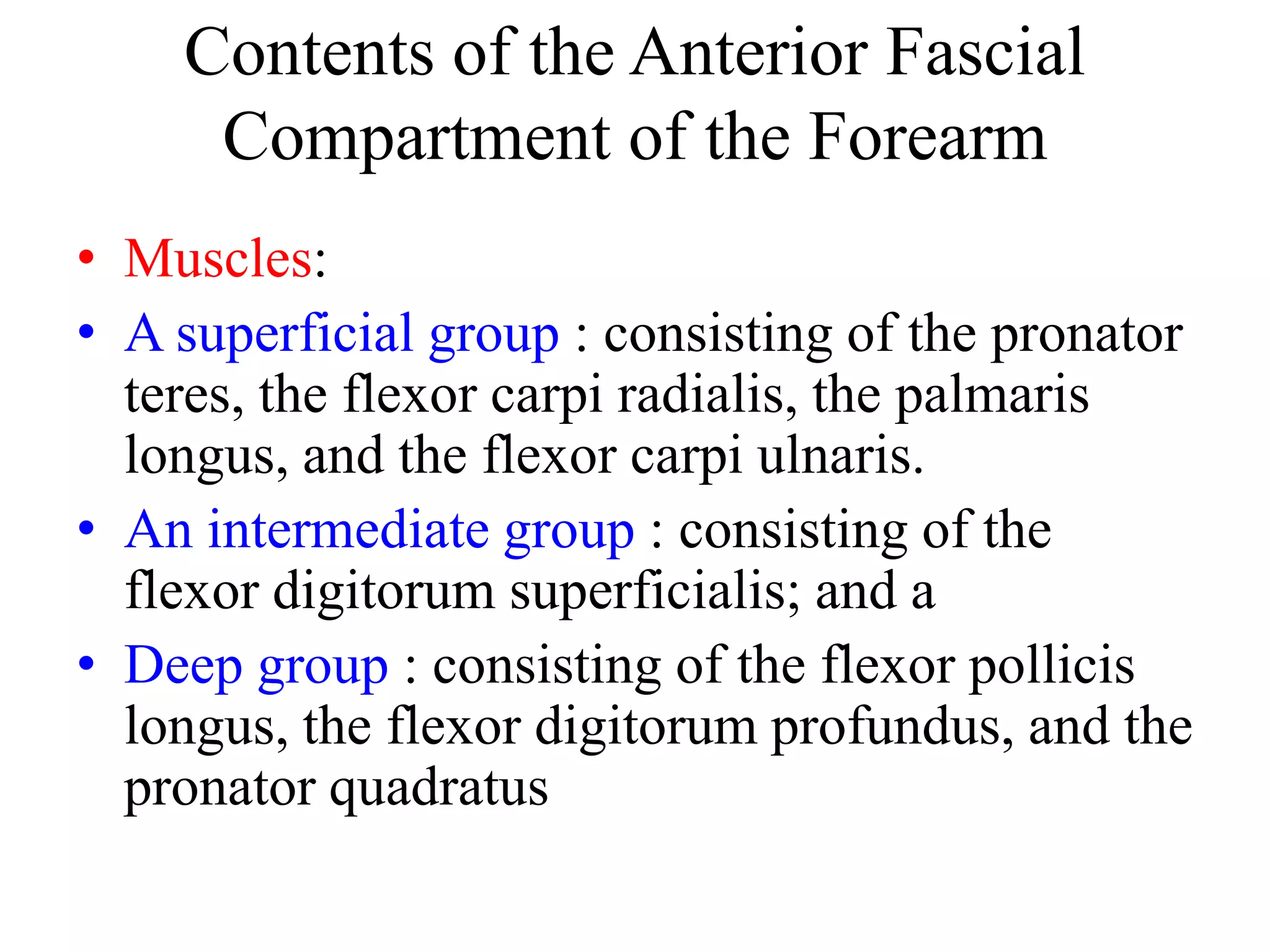 Muscles of the forearm | PPTX