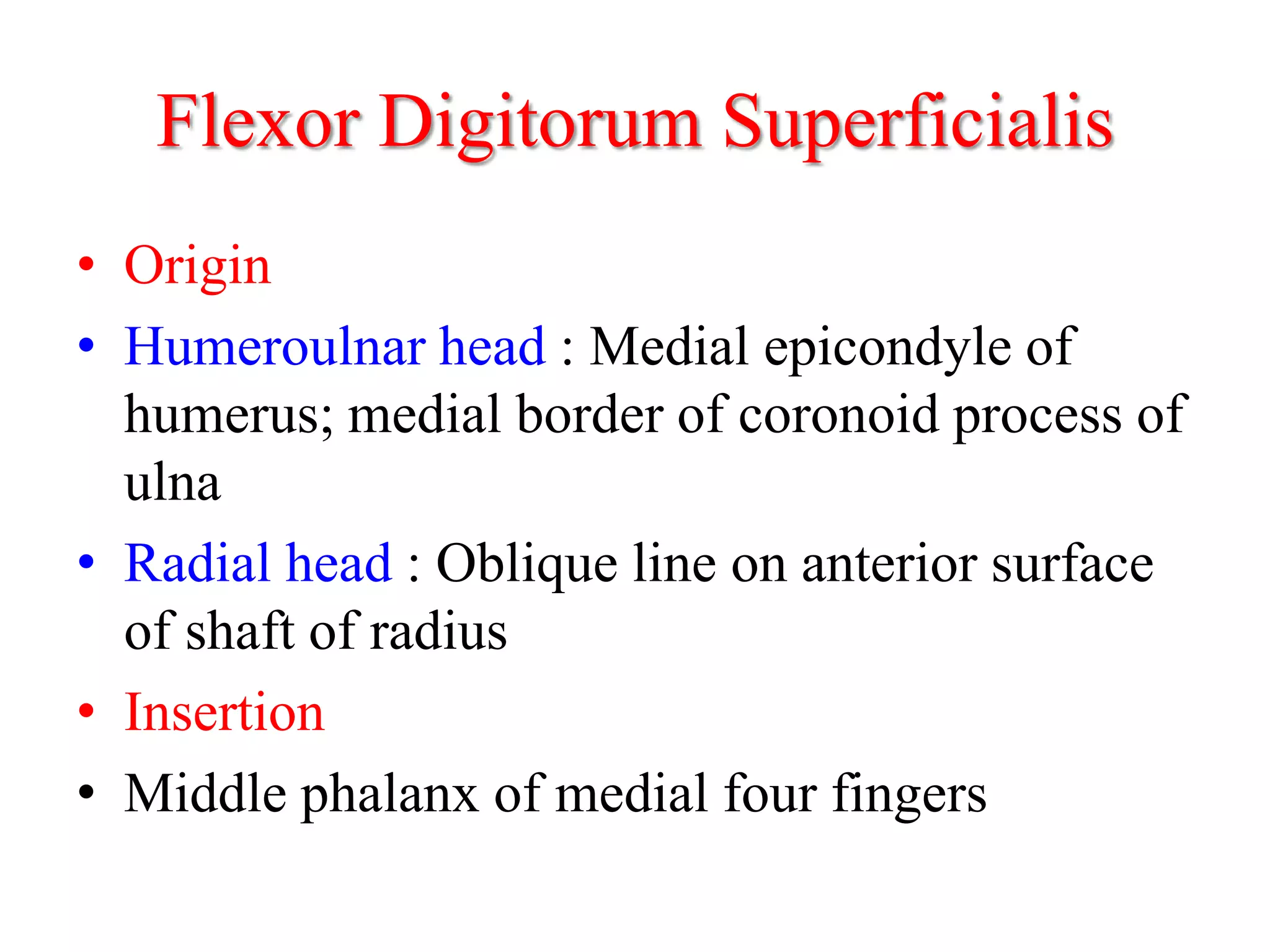 Muscles of the forearm | PPTX