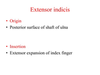 Muscles of the forearm | PPTX