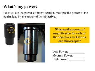 Microscope Basics | PPT