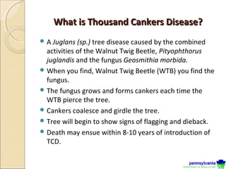 Thousand Cankers Disease of Walnut | PPT