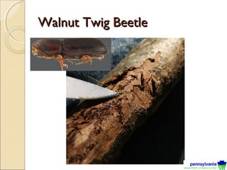 Thousand Cankers Disease of Walnut | PPT