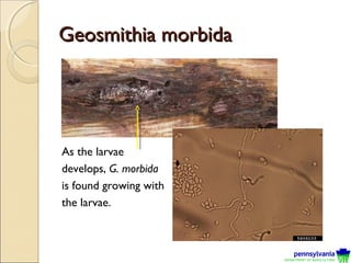 Thousand Cankers Disease of Walnut | PPT | Gardening | Home & Garden