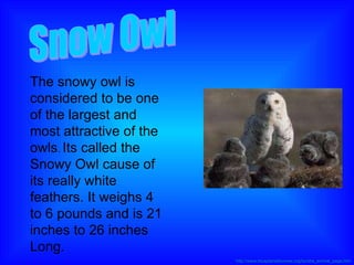 7th Period Tundra | PPT