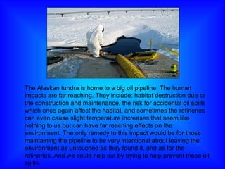 7th Period Tundra | PPT
