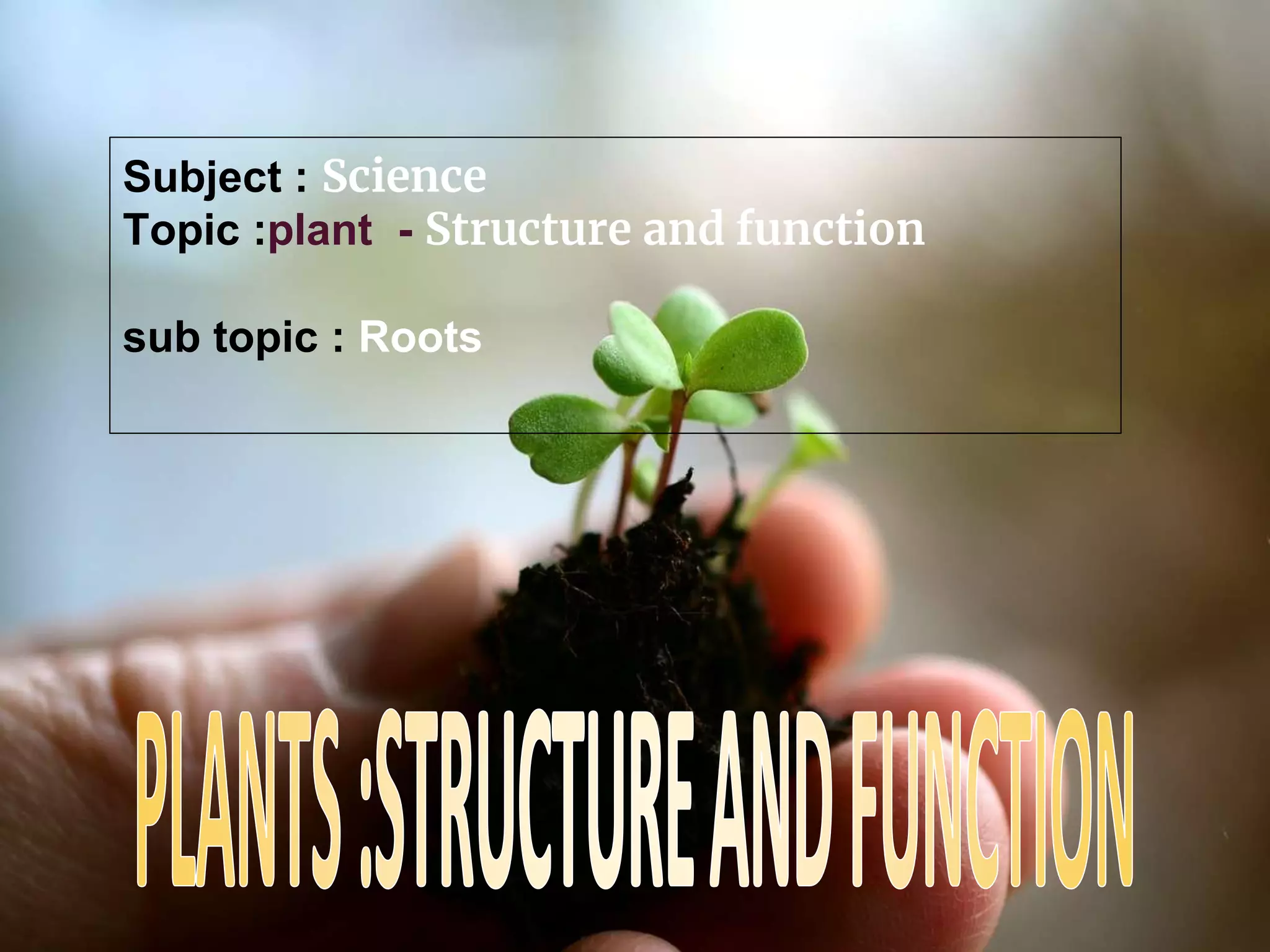 7th plant structure and function | PPTX