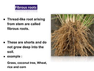 7th plant structure and function | PPTX