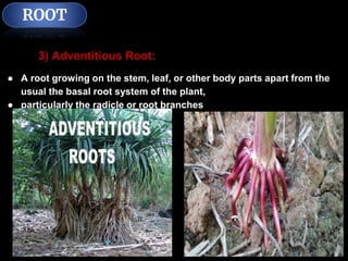 7th plant structure and function | PPTX