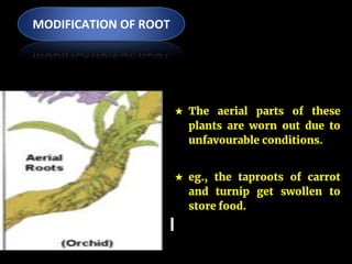 7th plant structure and function | PPTX