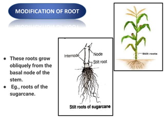 7th plant structure and function | PPTX