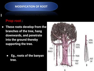 7th plant structure and function | PPTX