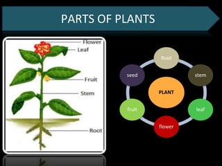 7th plant structure and function | PPTX