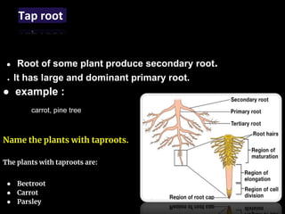7th plant structure and function | PPTX