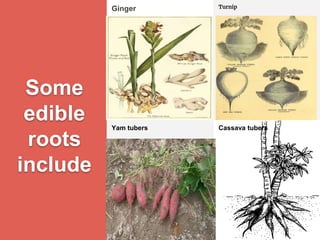 7th plant structure and function | PPTX