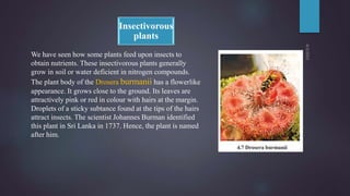 7th SCI 4. Nutrition in Living Organisms.pptx