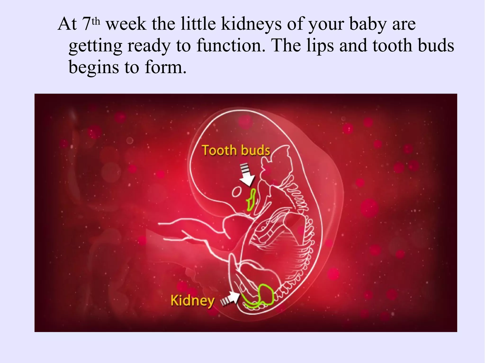7 Weeks Pregnant: What to Expect | Pregnancy Week By Week | ODP