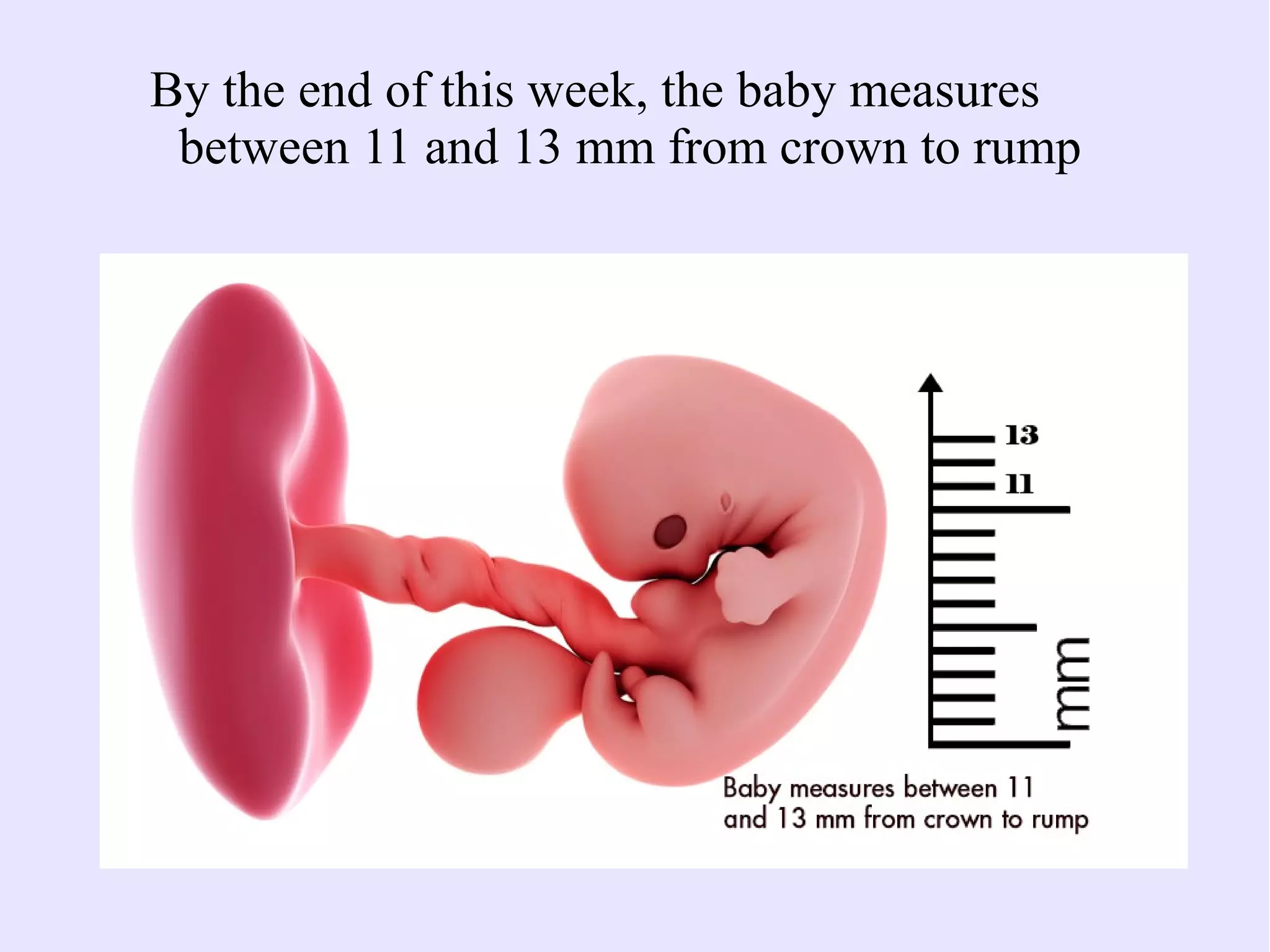 7 Weeks Pregnant: What to Expect | Pregnancy Week By Week | ODP