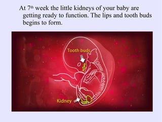 7 Weeks Pregnant: What to Expect | Pregnancy Week By Week | ODP