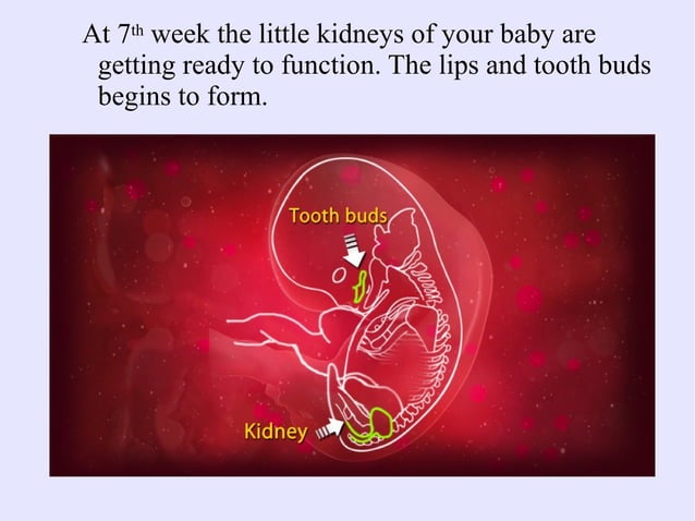 7 Weeks Pregnant: What to Expect | Pregnancy Week By Week | ODP