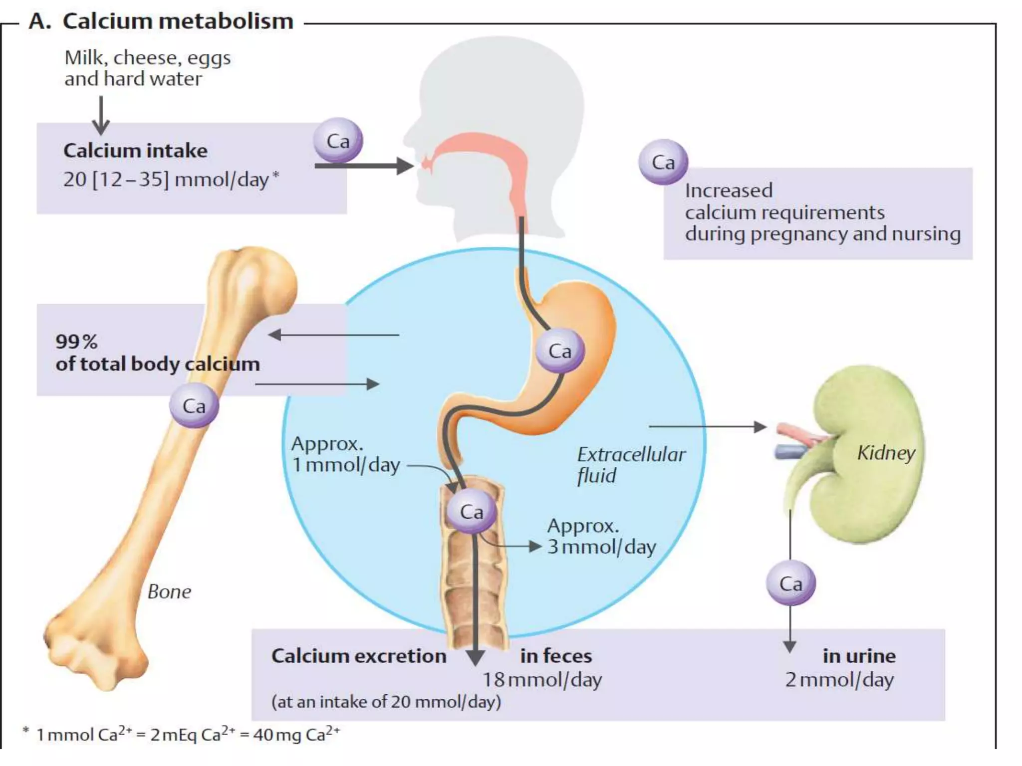 Calcium and phosphate METABOLISM | PPTX