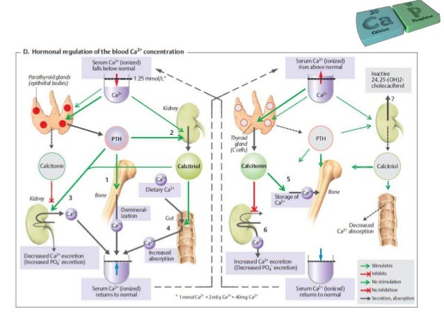 Calcium and phosphate METABOLISM