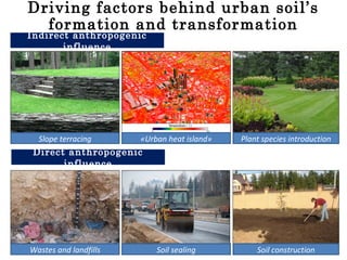 Urban soils as hotspots of anthropogenic carbon accumulation | PPT