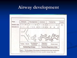 Respiratory physiology | PPTX