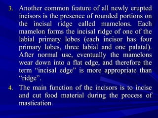 تشريح أسنان محاضرة 5 | PPT